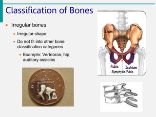 Skeletal_System.ppt | Death, Injury, or Military Conflict | Sensitive ...