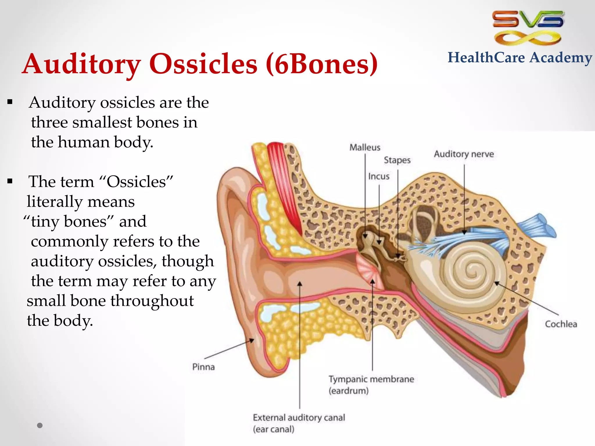 Skeletal System.pptx