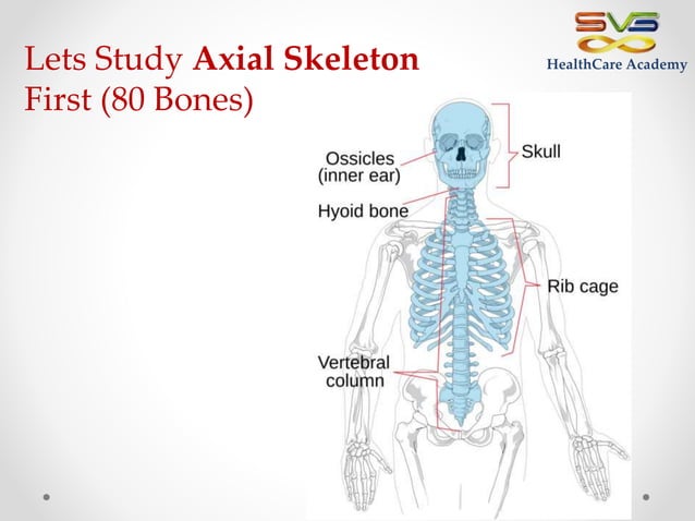 Skeletal System.pptx