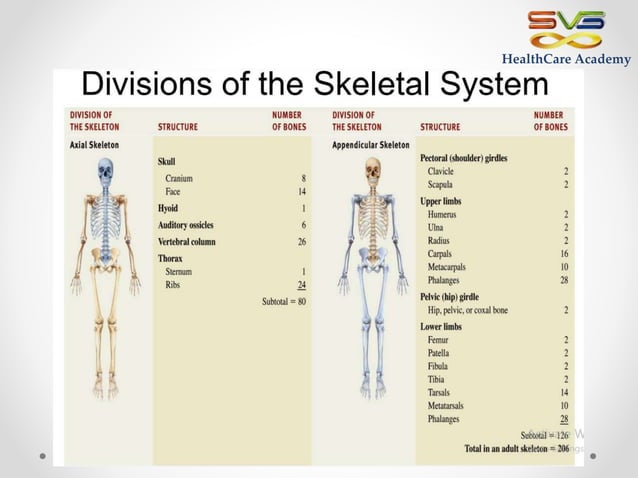 Skeletal System.pptx