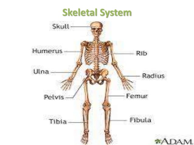Skeletal System.pptx