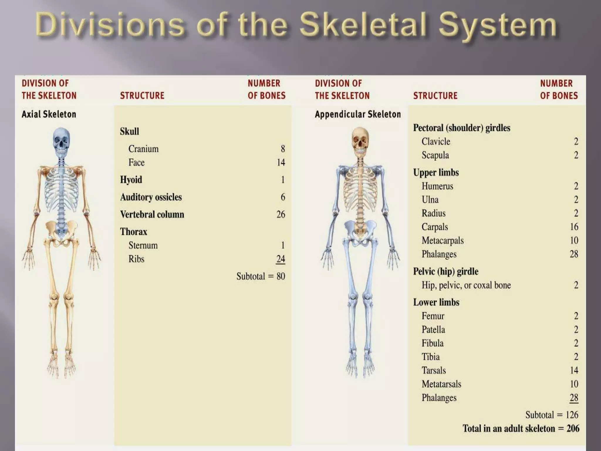 Skeletal System.pptx