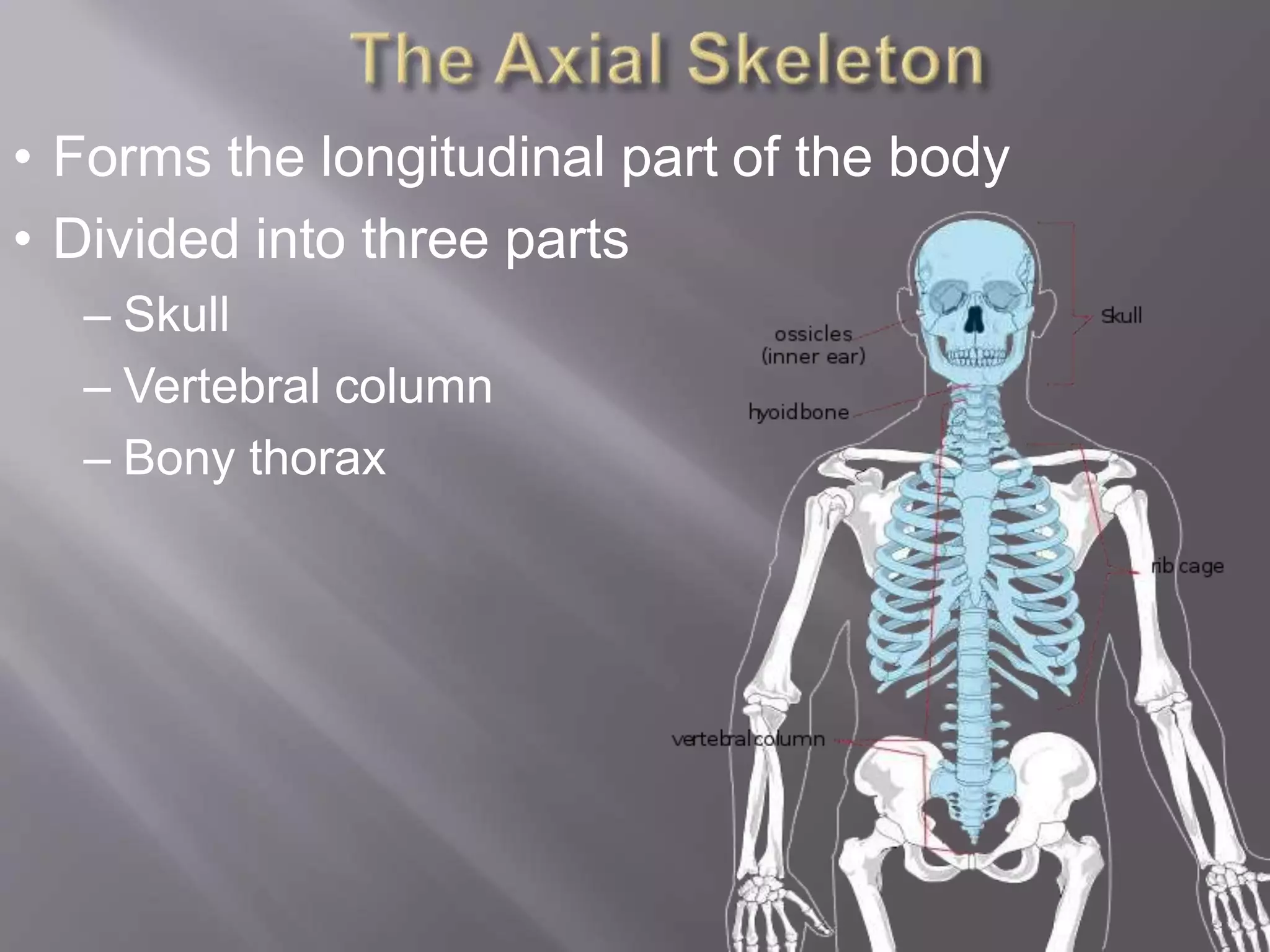 Skeletal System.pptx