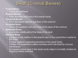 Skeletal System.pptx