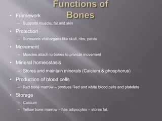 Skeletal System.pptx