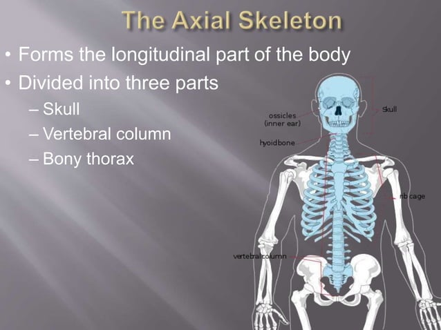 Skeletal System.pptx