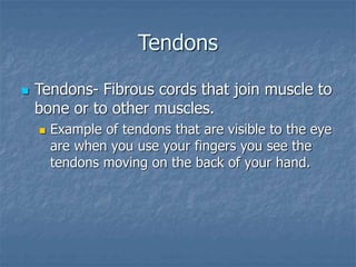 Skeletal System.pptx