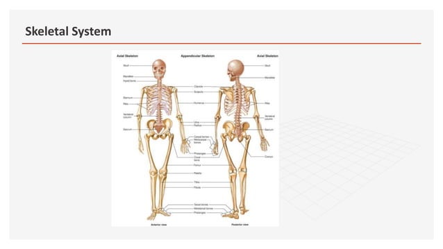 Skeletal System.pptx