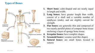 skeletal system | PPTX
