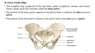skeletal system | PPTX