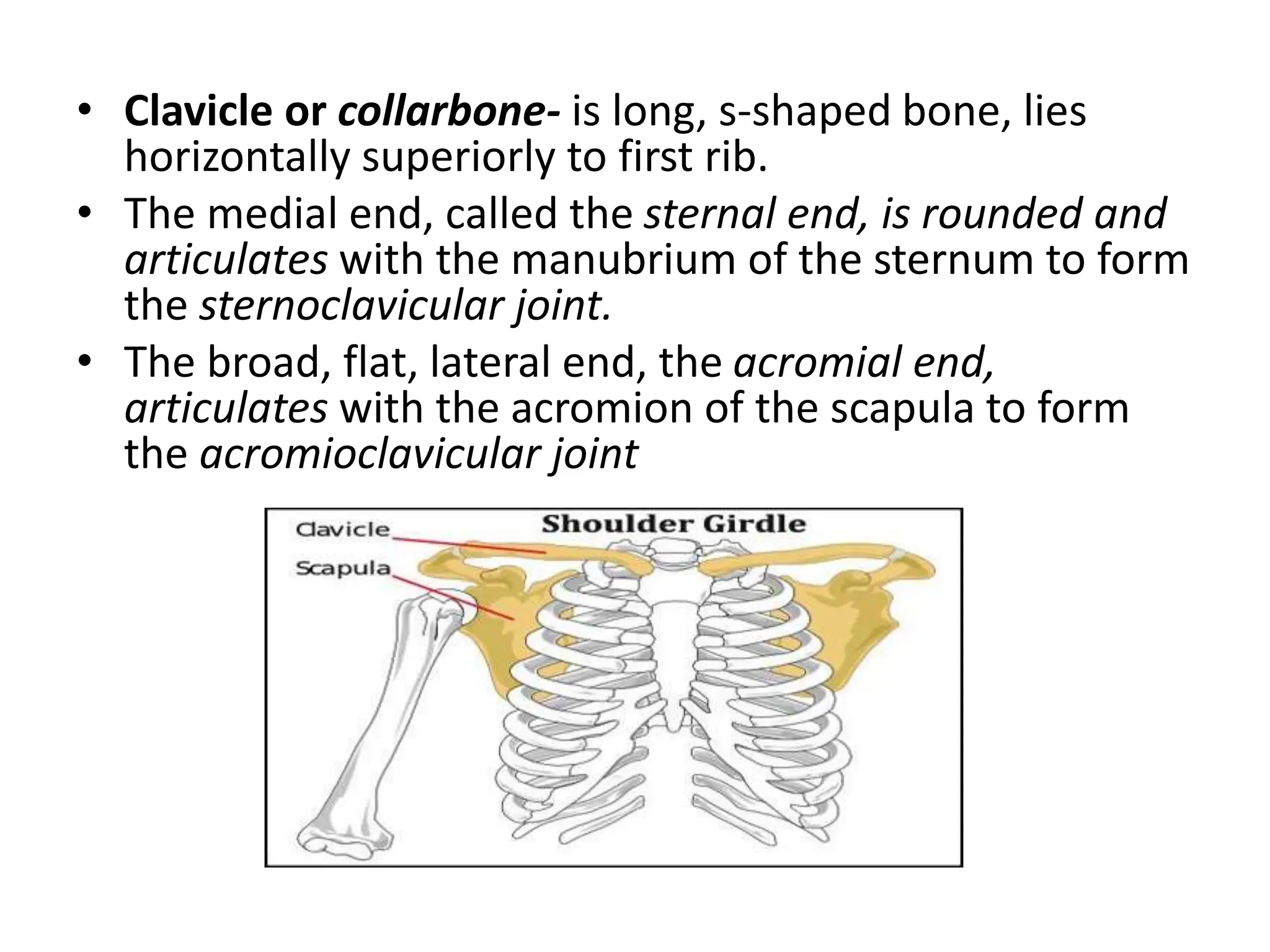 Skeletal System and division of axial and appendicular | PPTX