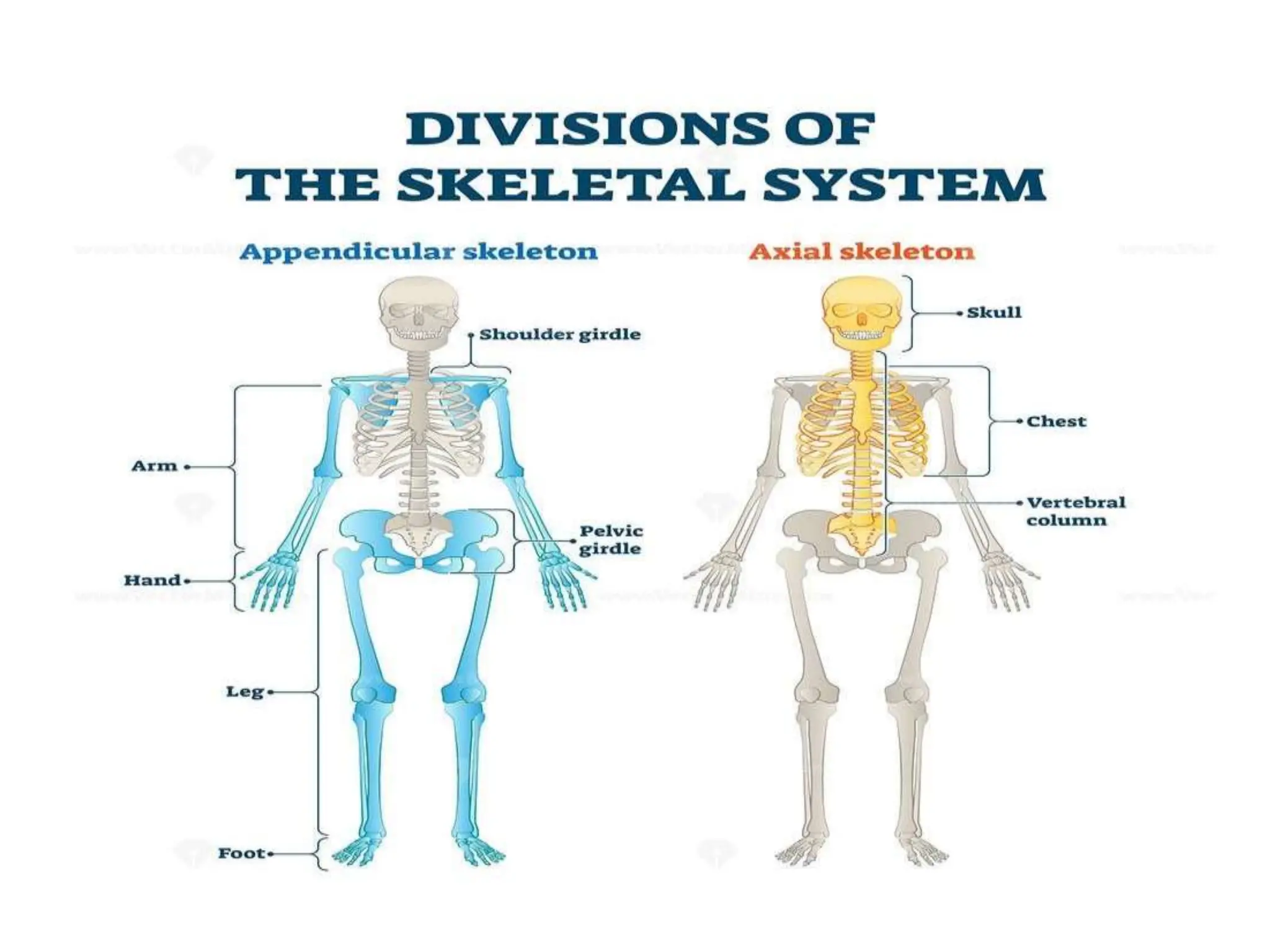 Skeletal System and division of axial and appendicular | PPTX