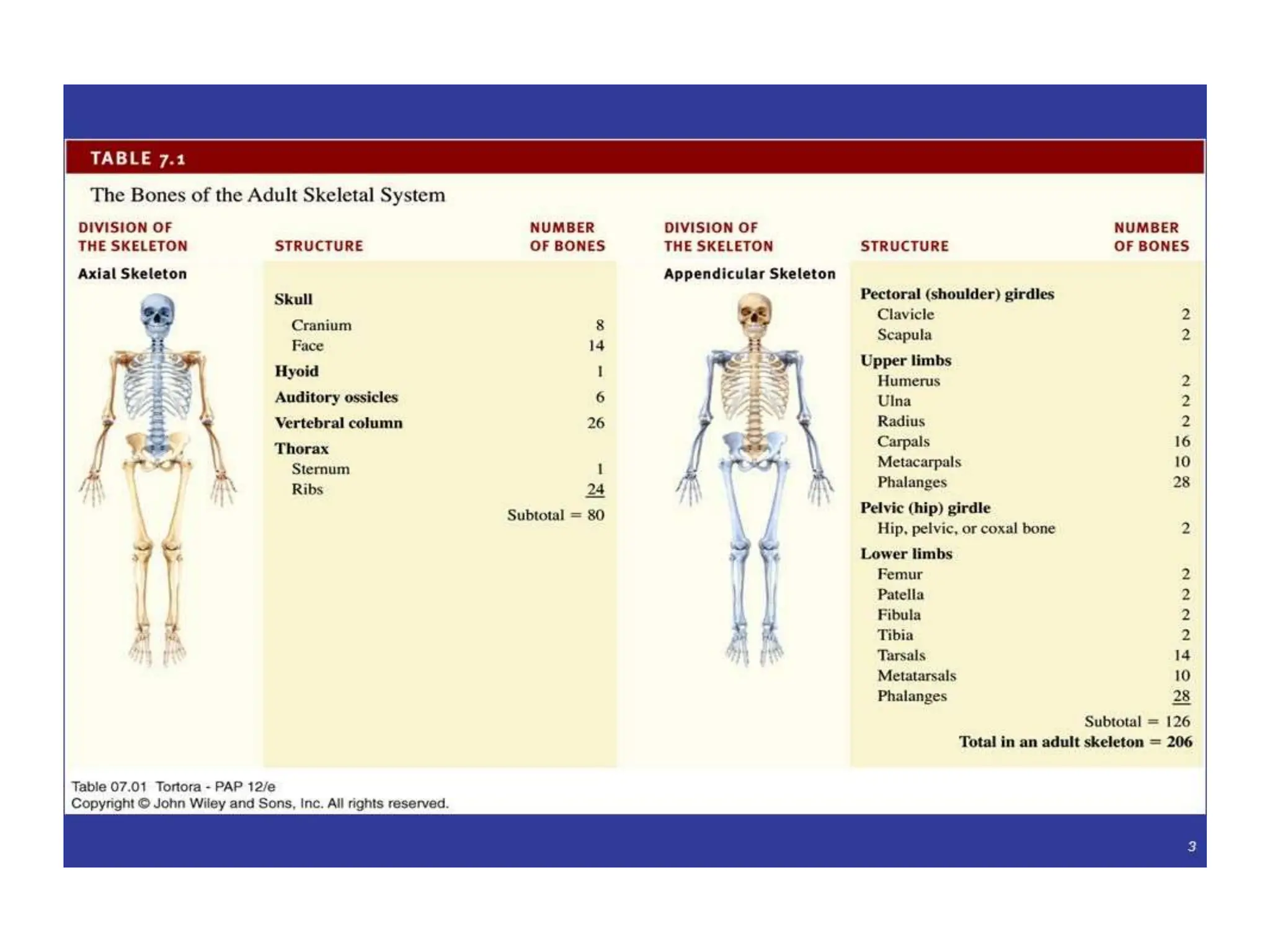 Skeletal System and division of axial and appendicular | PPTX