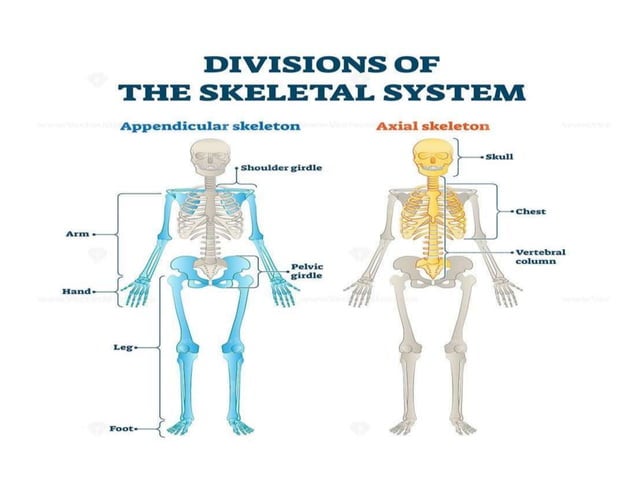 Skeletal System and division of axial and appendicular | PPTX