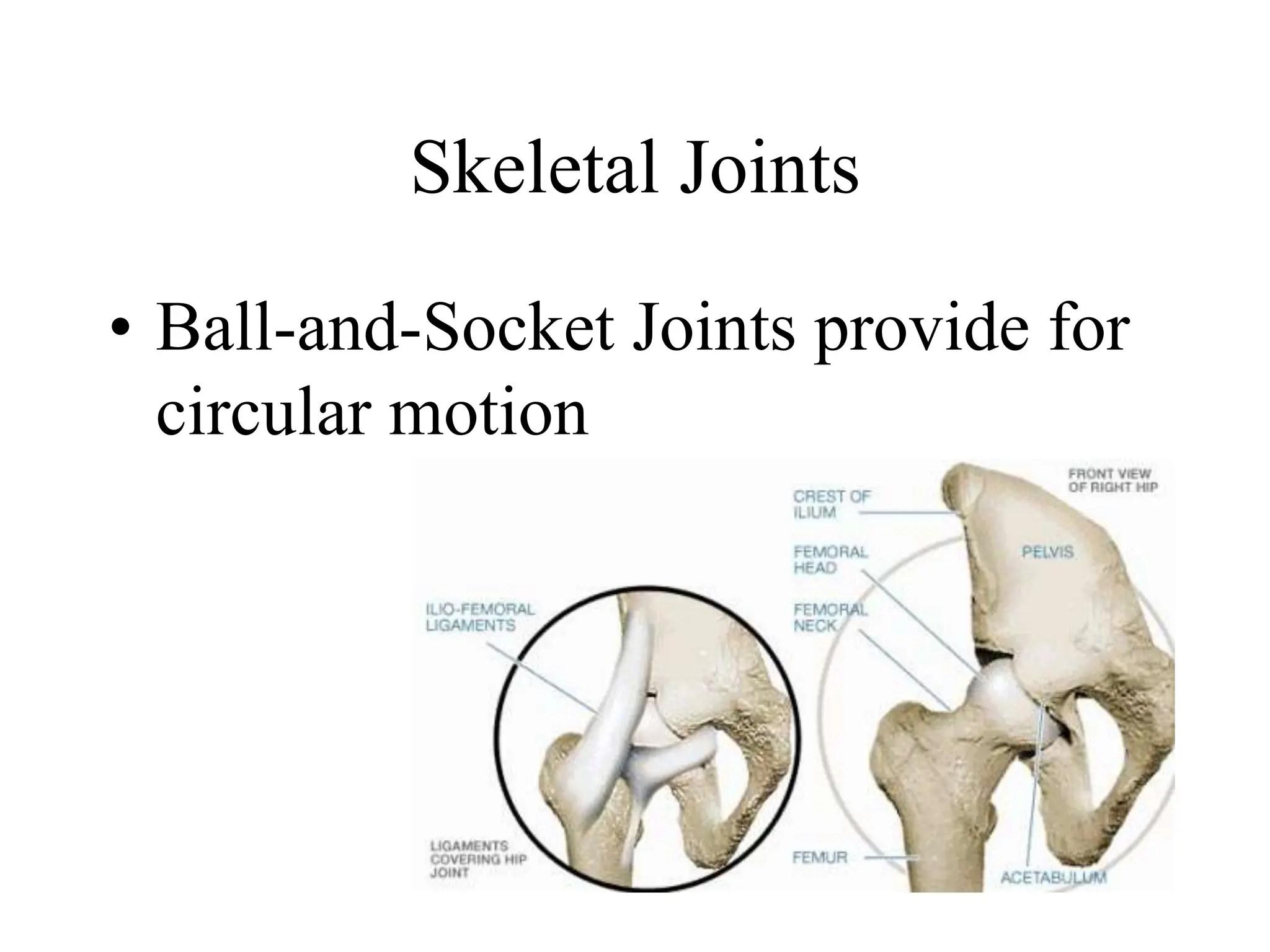 class 11 biology locomotion and movement | PPT