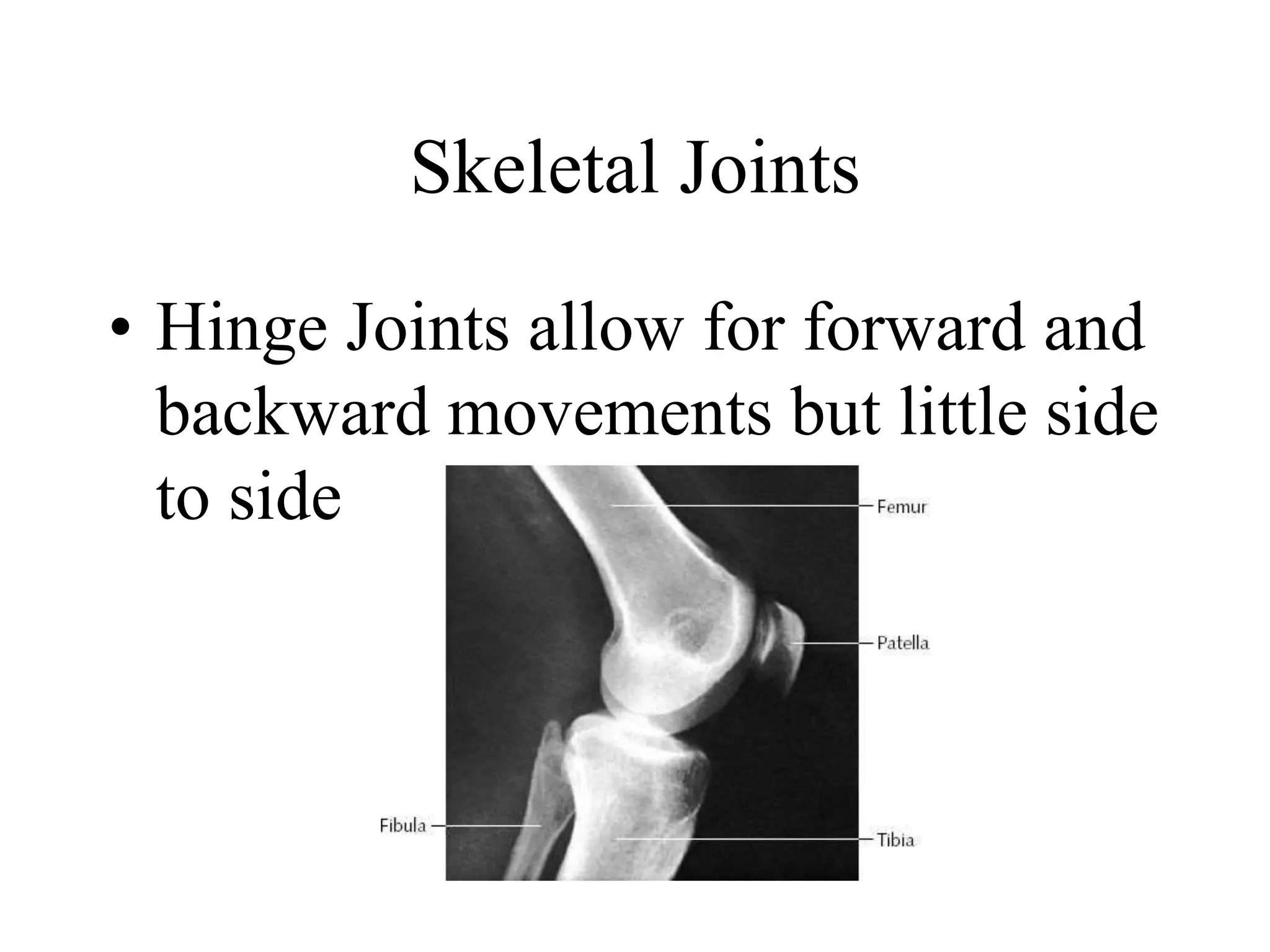 class 11 biology locomotion and movement | PPT