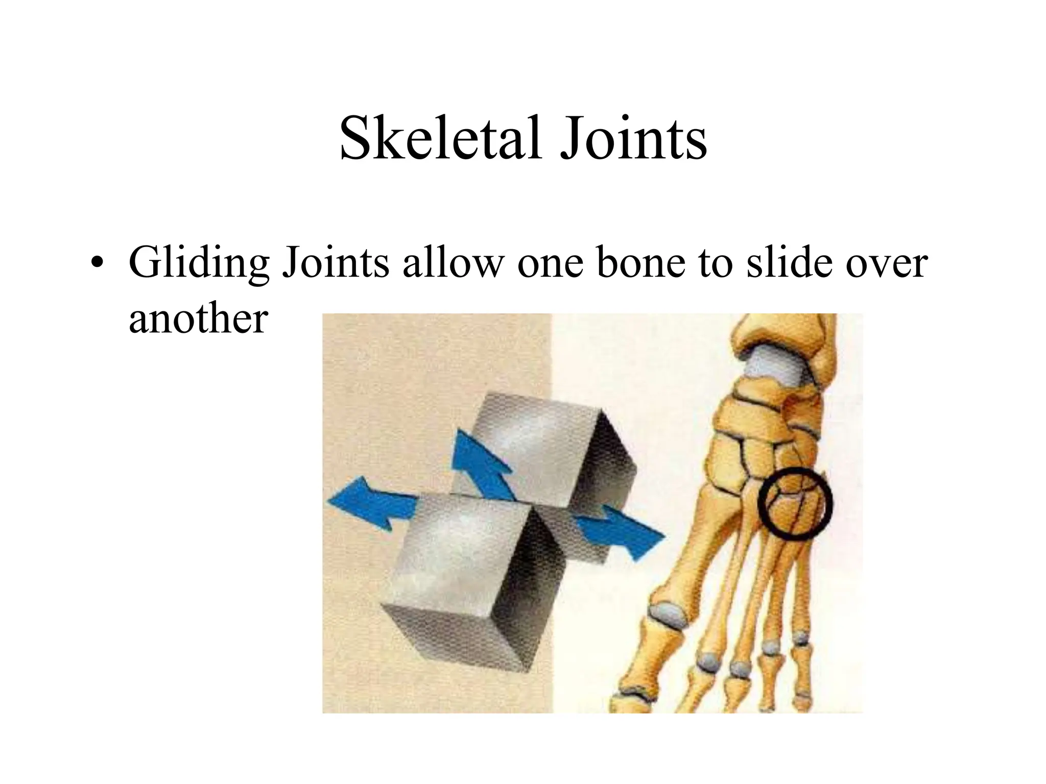 class 11 biology locomotion and movement | PPT