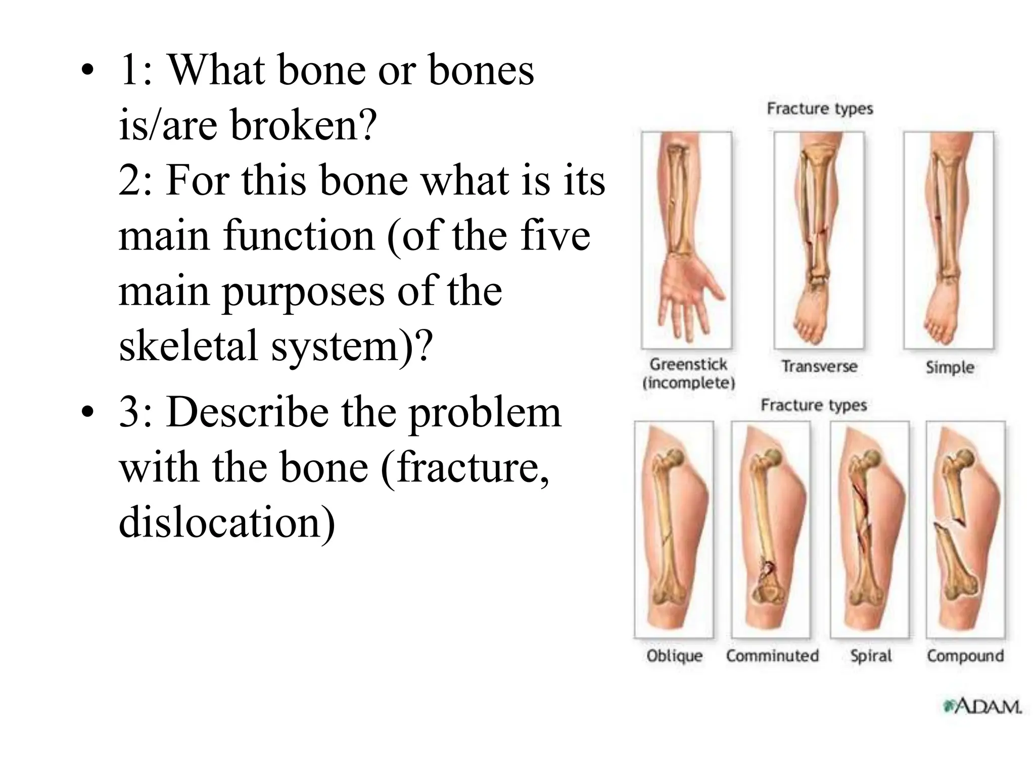 class 11 biology locomotion and movement | PPT
