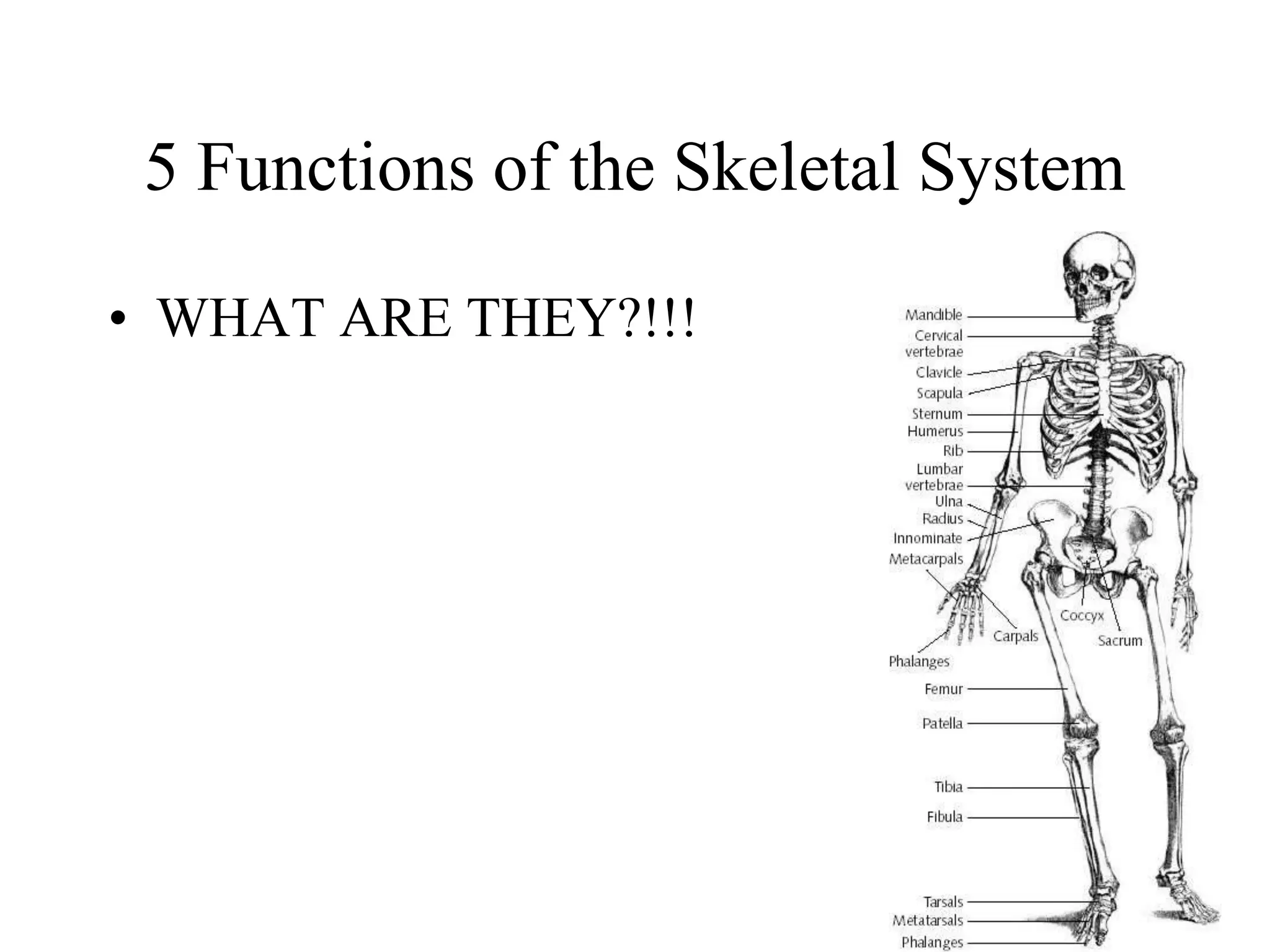 class 11 biology locomotion and movement | PPT