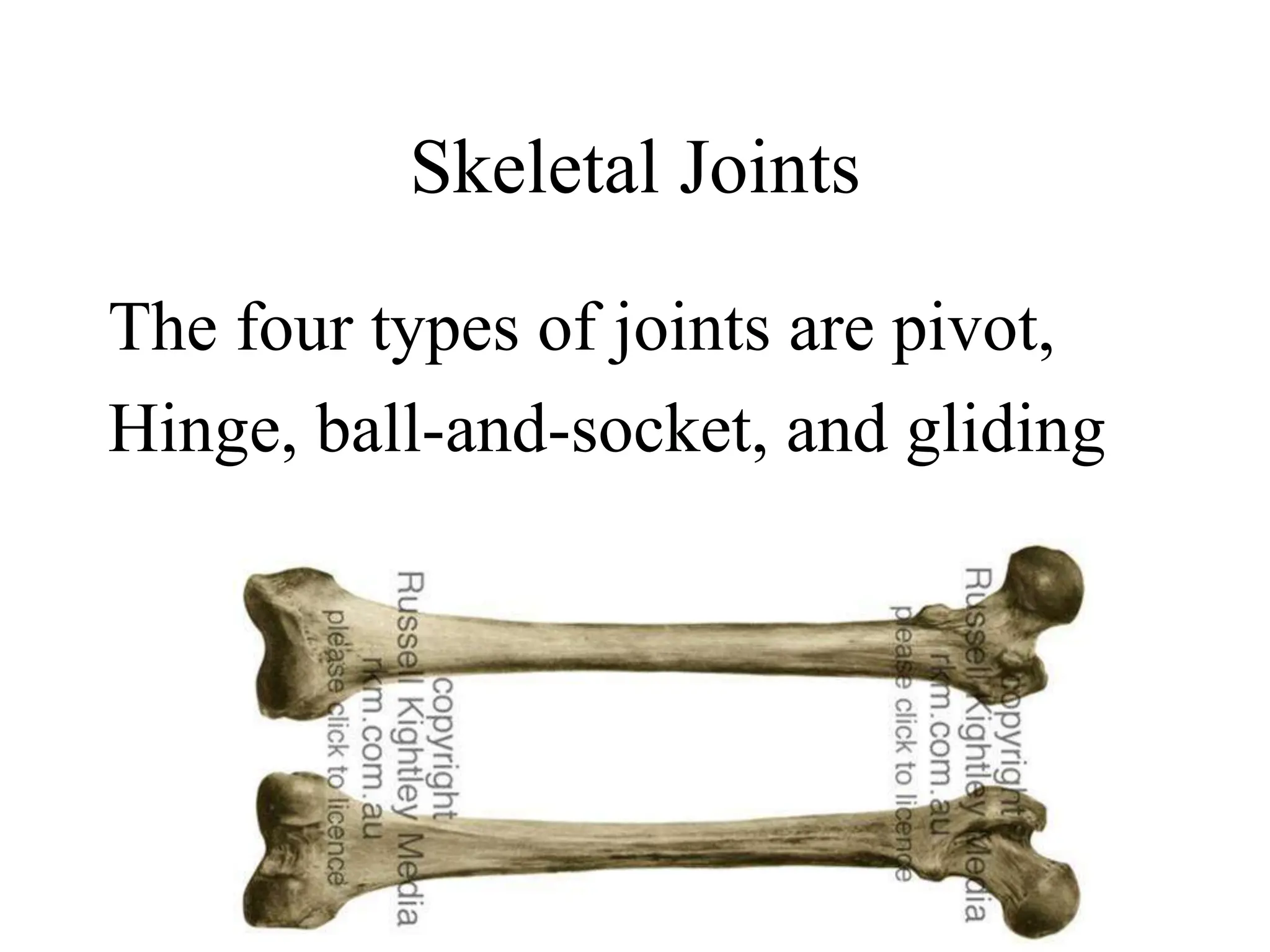 class 11 biology locomotion and movement | PPT