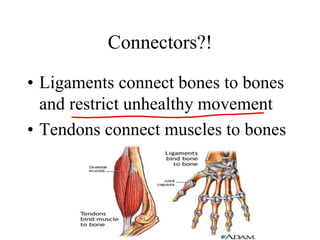 class 11 biology locomotion and movement | PPT