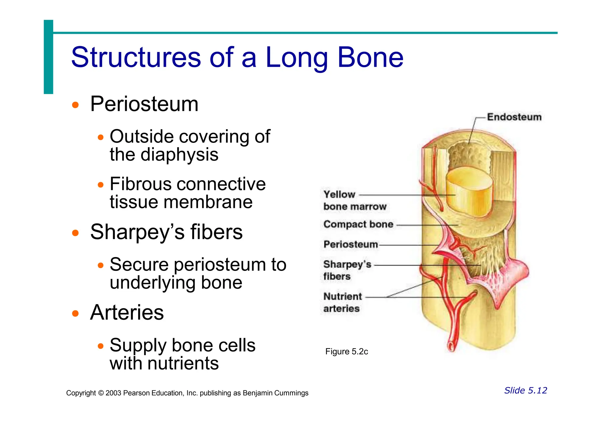 Skeletal System anatomy and physiology ppt | PPTX