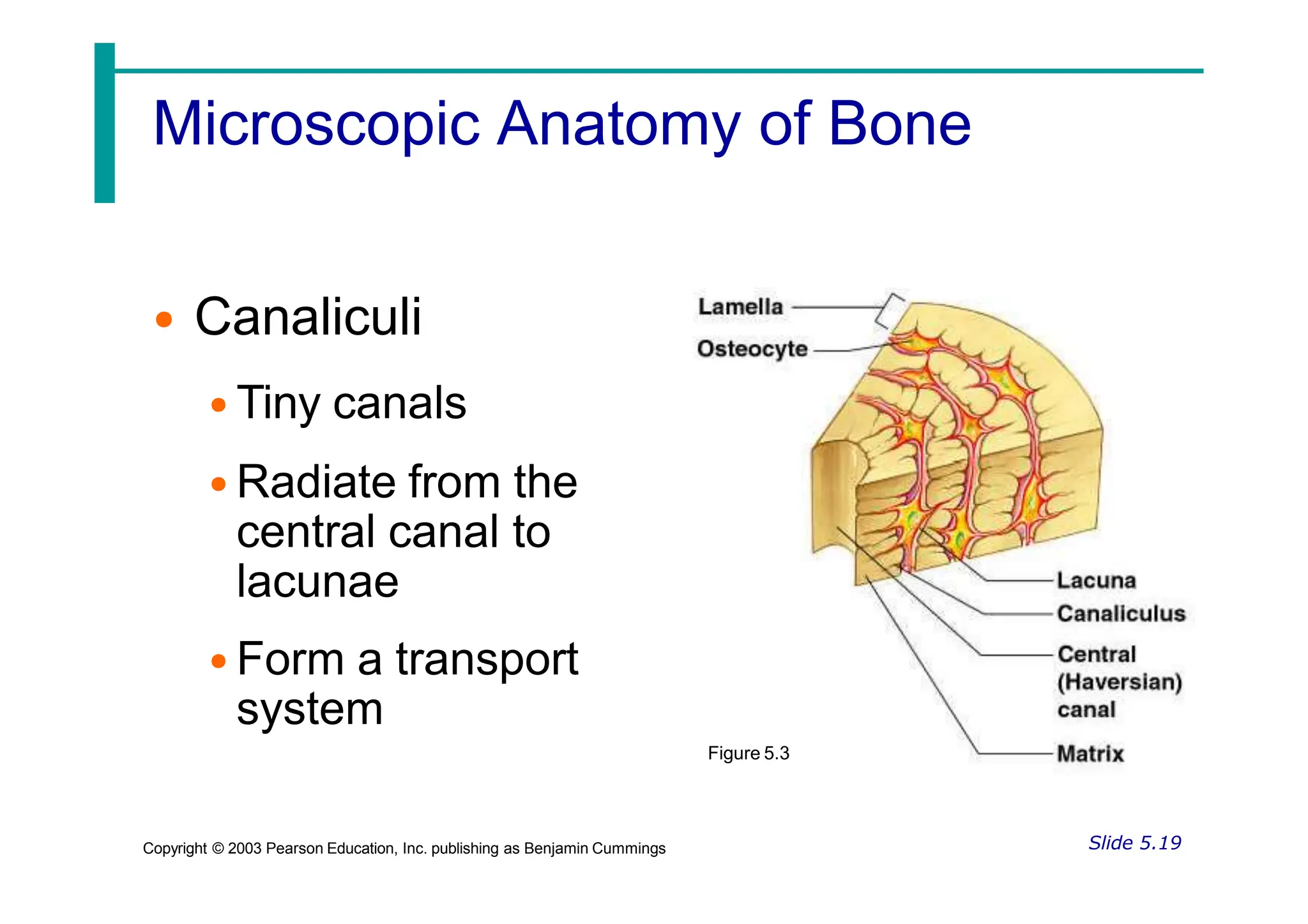Skeletal System anatomy and physiology ppt | PPTX