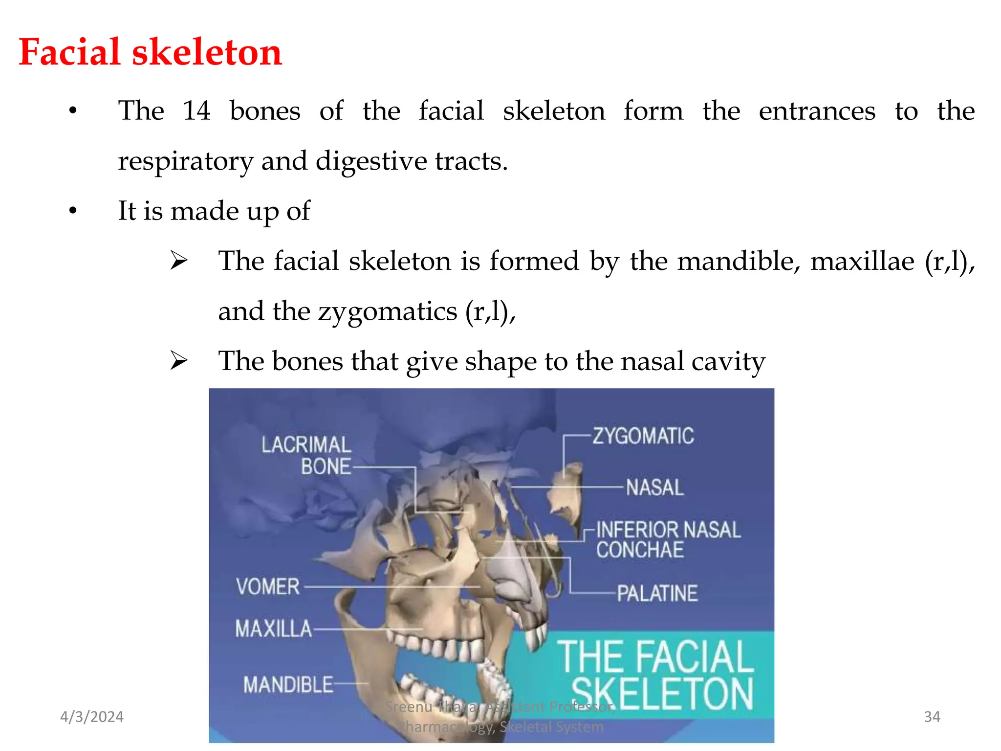 Skeletal System and its divisions, bones | PPTX