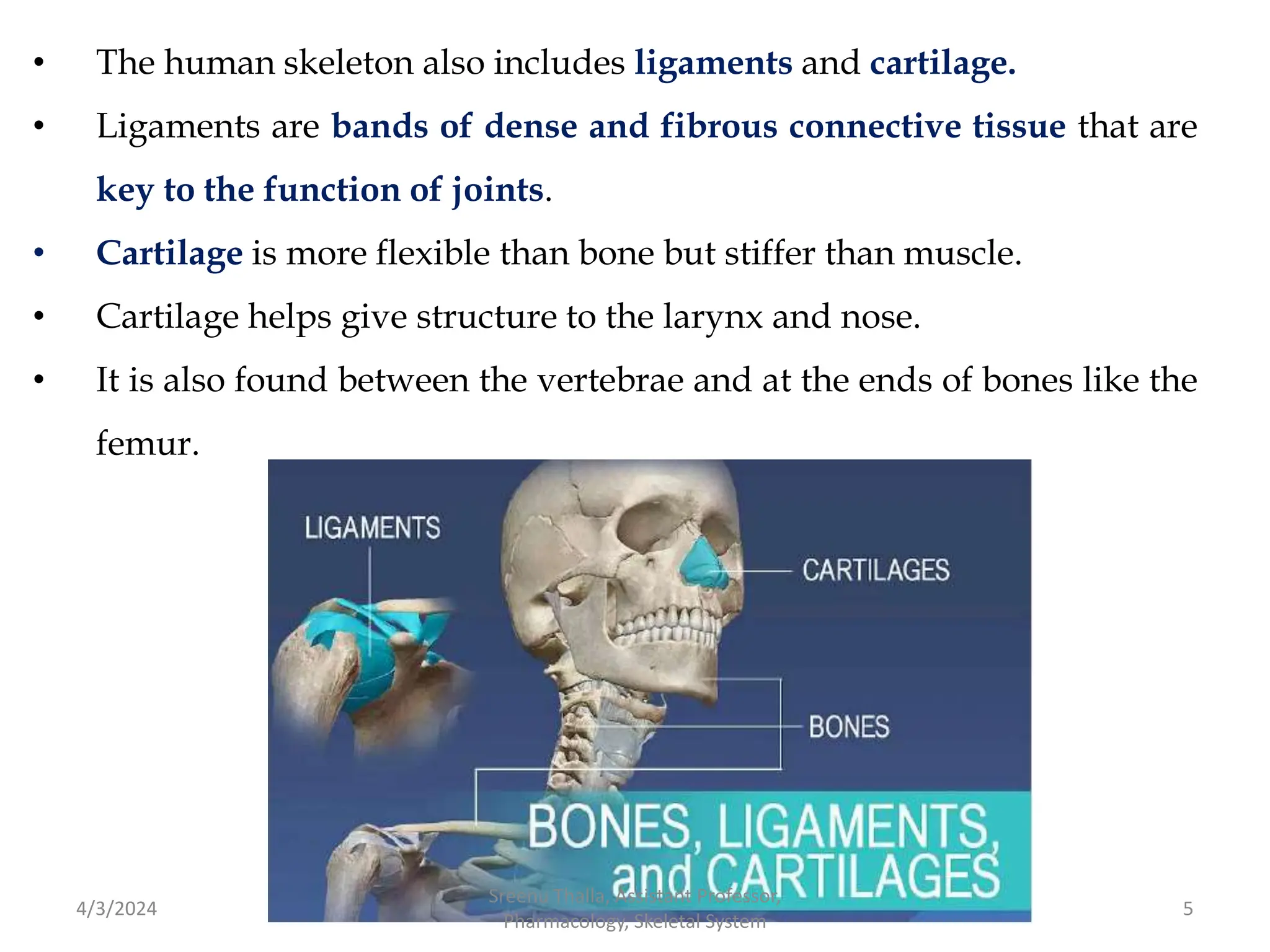 Skeletal System and its divisions, bones | PPTX