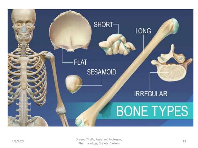Skeletal System and its divisions, bones | PPTX | Death, Injury, or ...