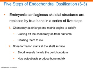 Skeletal System POWERPOINT LECTURE 5-6 Lesson | PDF