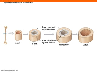 Skeletal System POWERPOINT LECTURE 5-6 Lesson | PDF