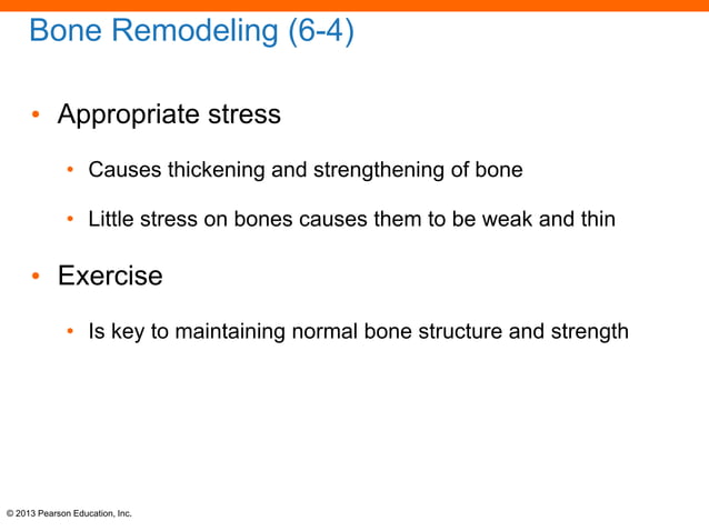 Skeletal System POWERPOINT LECTURE 5-6 Lesson | PPT