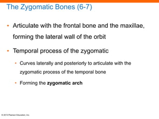Skeletal System POWERPOINT LECTURE 5-6 Lesson | PDF