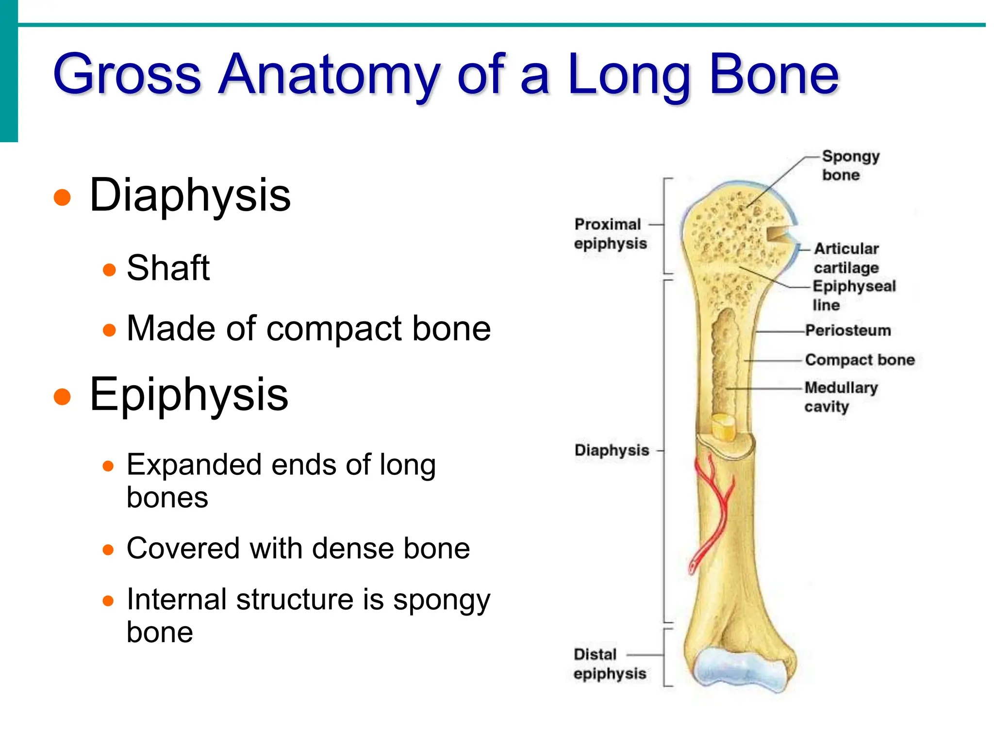 introductory to anatomy of the Skeletal system.ppt
