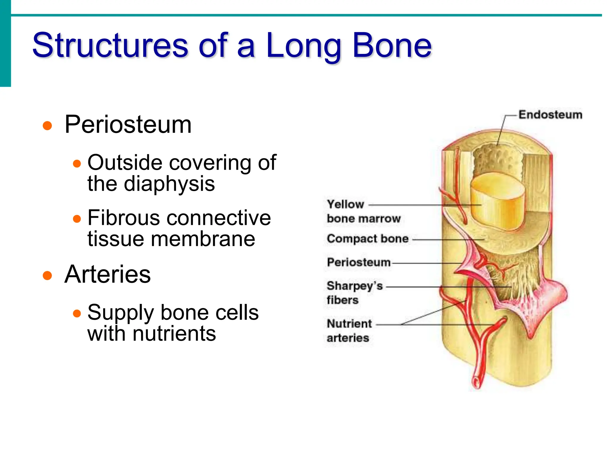 introductory to anatomy of the Skeletal system.ppt