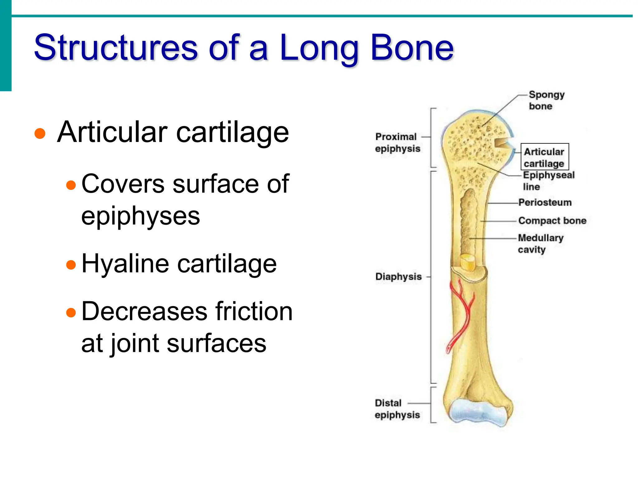 introductory to anatomy of the Skeletal system.ppt