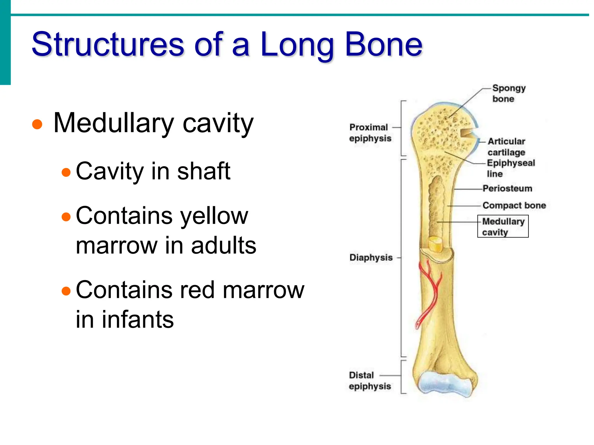 introductory to anatomy of the Skeletal system.ppt