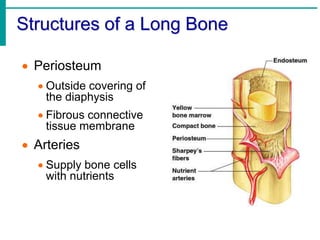 introductory to anatomy of the Skeletal system.ppt