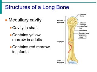 introductory to anatomy of the Skeletal system.ppt
