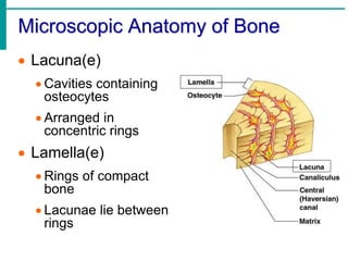introductory to anatomy of the Skeletal system.ppt