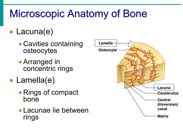 introductory to anatomy of the Skeletal system.ppt