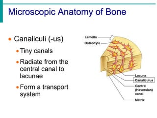 introductory to anatomy of the Skeletal system.ppt