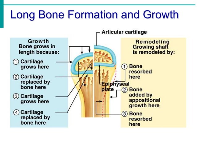 introductory to anatomy of the Skeletal system.ppt