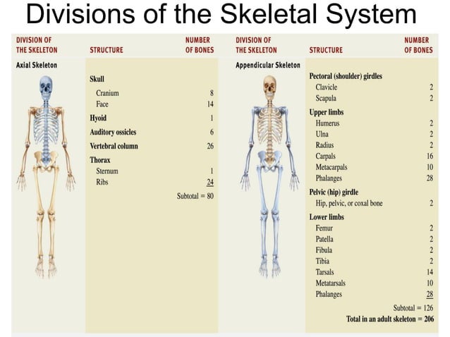 Skeletal System presentation for college.pdf