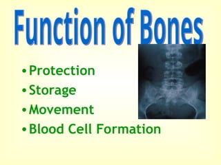 Skeletal_systemSkeletal_systemSkeletal_system.ppt | Death, Injury, or ...