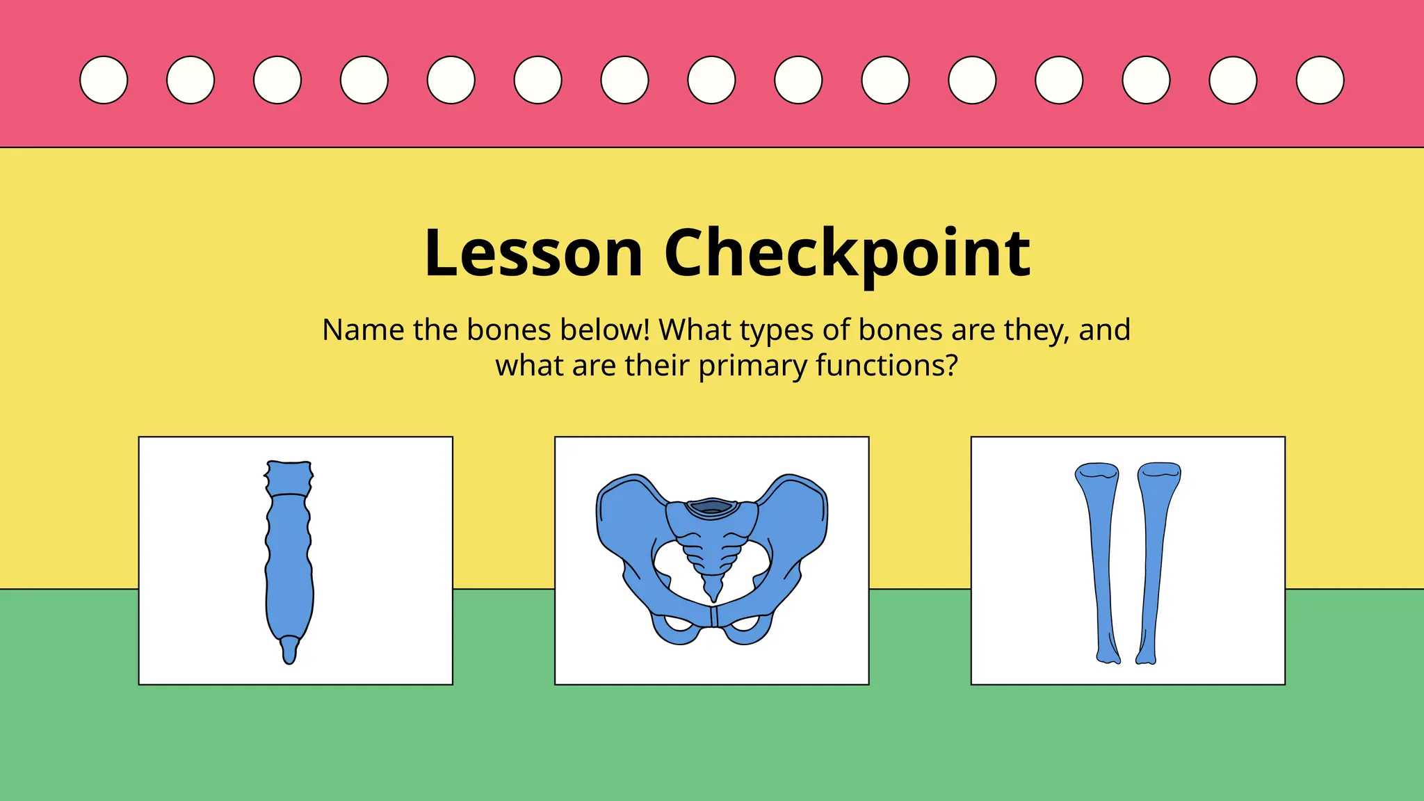 the skeletal system; understanding the framework for the human body.pptx