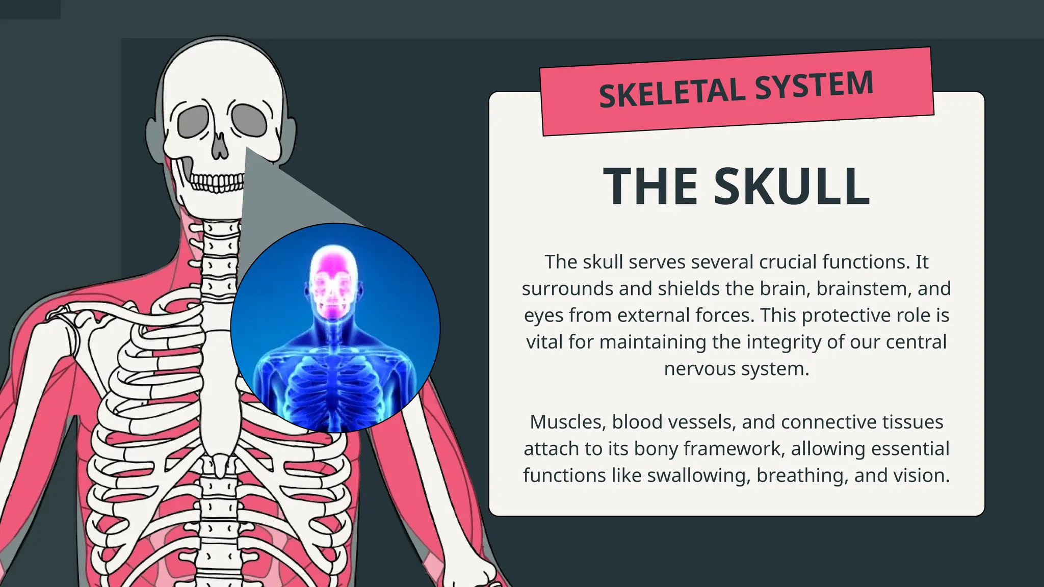 the skeletal system; understanding the framework for the human body.pptx
