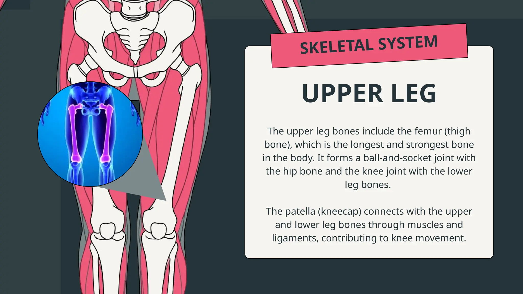 the skeletal system; understanding the framework for the human body.pptx