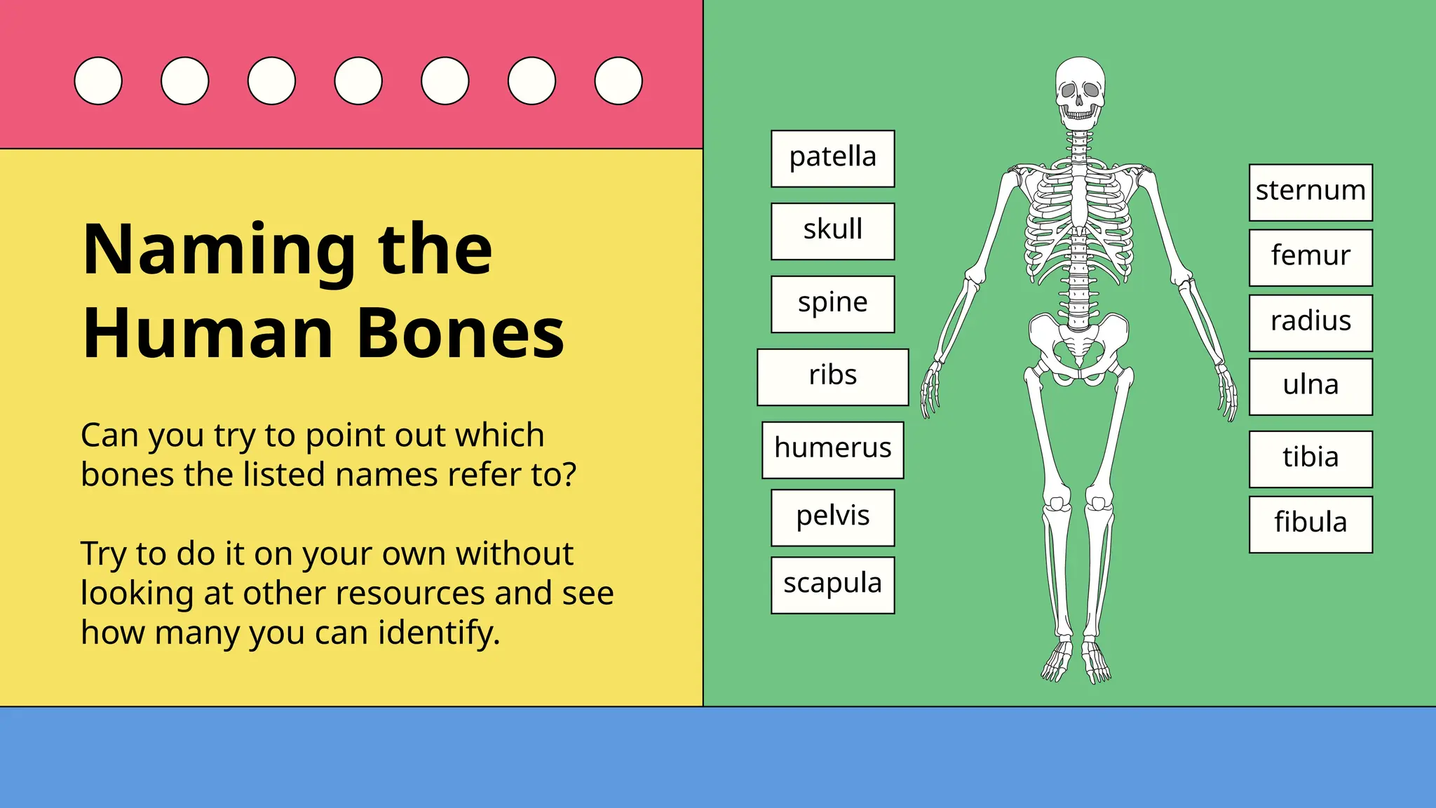 the skeletal system; understanding the framework for the human body.pptx